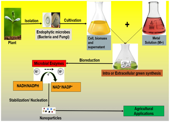 Biosynthesis of Nanoparticles Using Endophytes: A Novel Approach for ...