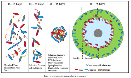 Aerobic Granular Sludge as a Substrate in Anaerobic Digestion—Current ...