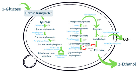 Bioconversion of Starch Base Food Waste into Bioethanol
