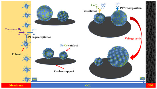 One-Dimensional Numerical Simulation of Pt-Co Alloy Catalyst Aging for Proton Exchange Membrane ...