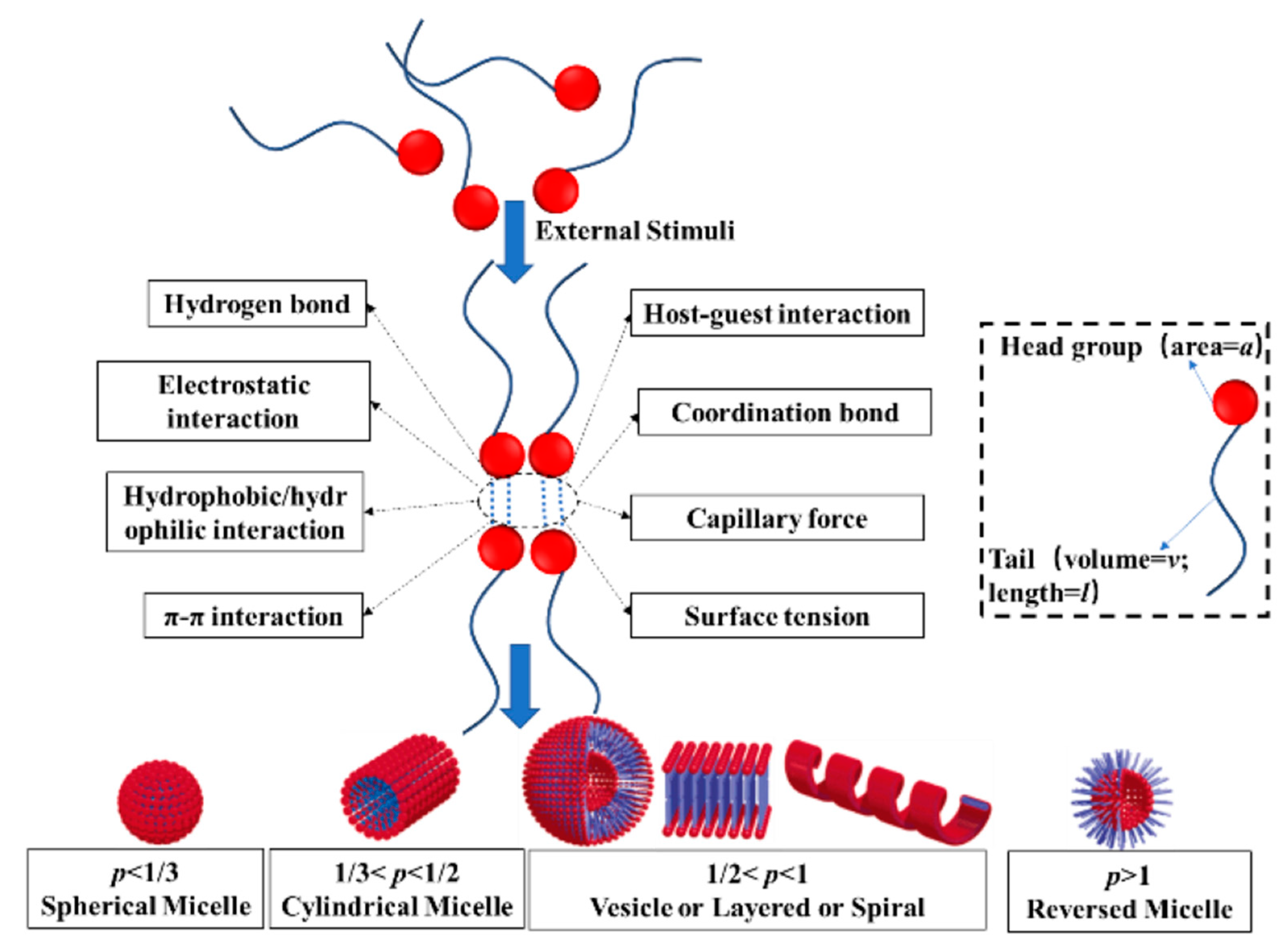 Examples Of Macromolecular Assemblies At Charles Rolle Blog