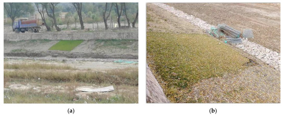 Soil Reinforcement with Geocells and Vegetation for Ecological ...