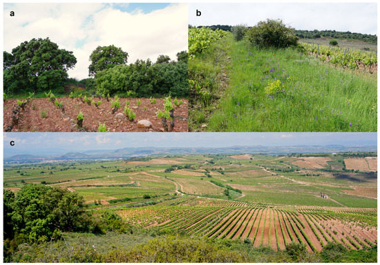 Sustainability | Free Full-Text | Linear Landscape Elements and ...