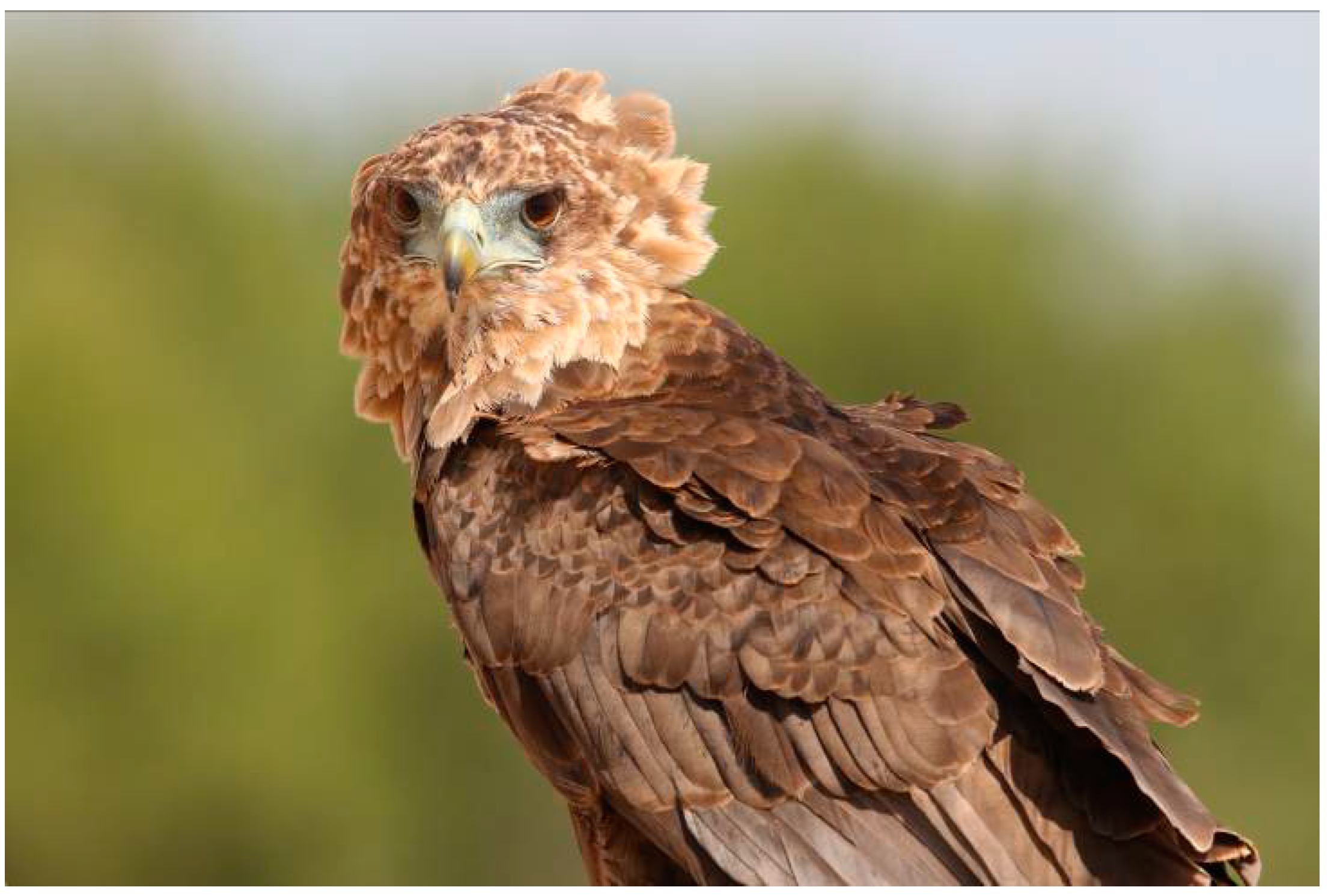 Sustaining Increasing Wintering Raptor Populations in Central Israel: A ...