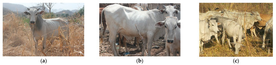 Participatory Identification of Breeding Objectives and Selection ...