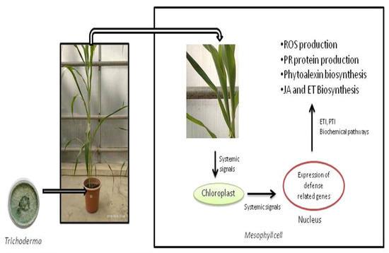 Trichoderma: Advent of Versatile Biocontrol Agent, Its Secrets and ...
