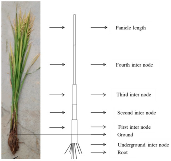 Effects of Two Straw Return Methods Coupled with Raising Ducks in Paddy ...
