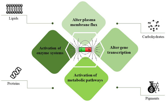 Sustainability | Free Full-Text | Microalgae Cultivated under Magnetic Field Action: Insights of ...
