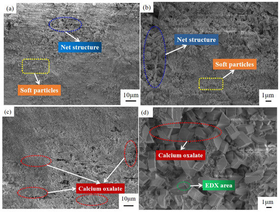 Study of Steel Slag Eroded by Oxalic Acid and Recovery of Leachate