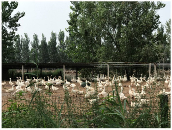 Rural Living Environment Governance: A Survey and Comparison between ...