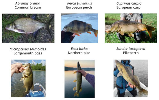 A Scalable Open-Source Framework for Machine Learning-Based Image Collection, Annotation and ...