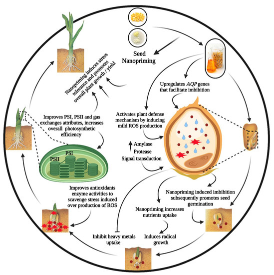 Sustainability | Free Full-Text | Nano-Priming against Abiotic Stress: A Way Forward towards ...