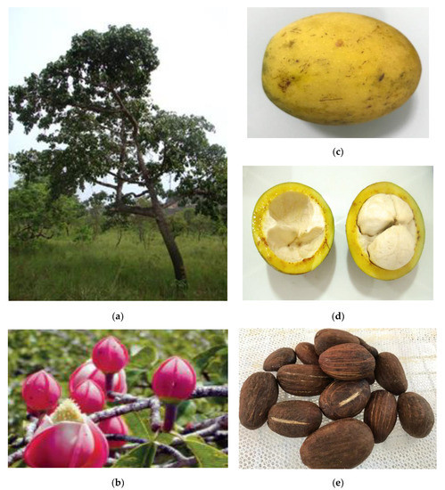 Systematic Mapping of the Production Chain of “Bacuri” (Platonia ...