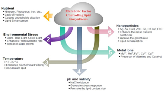 Sustainability | Free Full-Text | Microalgae Biomass and Lipids as Feedstock for Biofuels ...