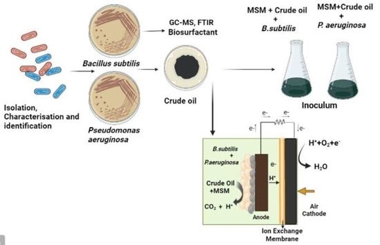 Sustainability | Free Full-Text | Isolation of Biosurfactant-Producing Bacteria and Their Co ...