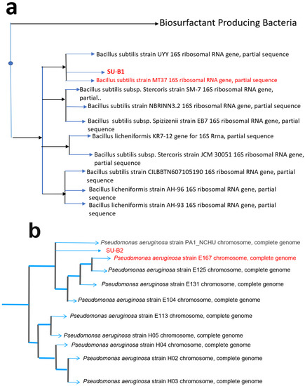 Isolation of Biosurfactant-Producing Bacteria and Their Co-Culture Application in Microbial Fuel ...