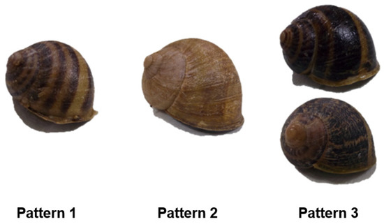 Morphology and Genetic Structure Profile of Farmed Snails Cornu ...