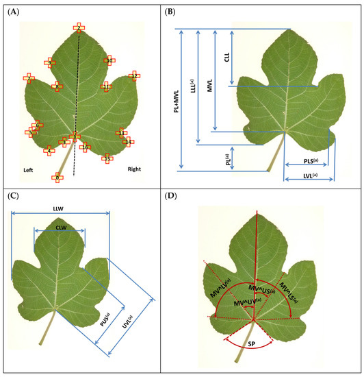 Morphological Characterization of Some Local Varieties of Fig (Ficus ...