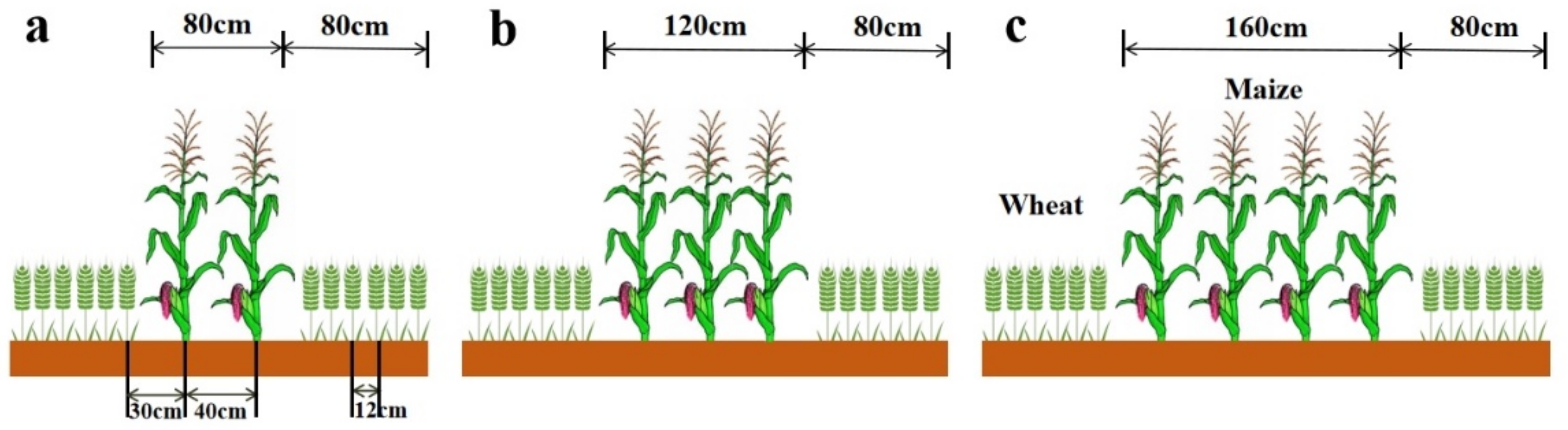 Optimizing Maize Belt Width Enhances Productivity in Wheat/Maize ...