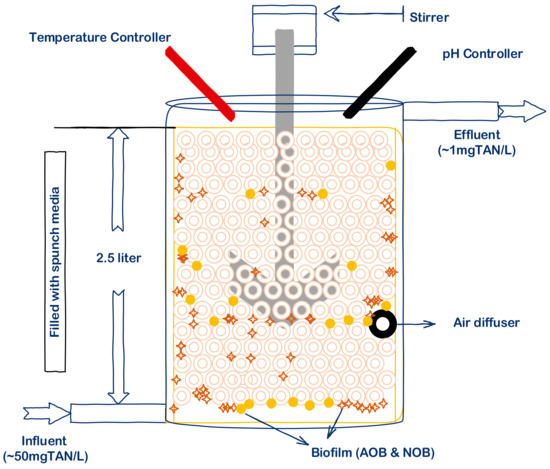Nitrite Accumulation at Low Ammonia Concentrations in Wastewater ...
