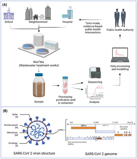 Sustainability | Free Full-Text | Developing Biosensors for SARS-CoV-2 Wastewater-Based ...
