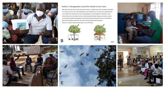 Negative Perception of Bats, Exacerbated by the SARS-CoV-2 Pandemic ...