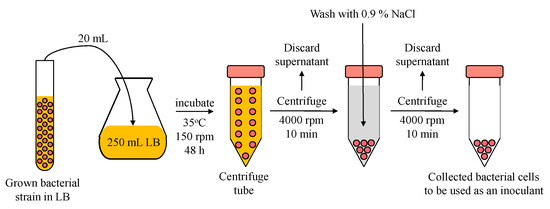 Thauera sp. in Hydrogen-Based Denitrification: Effects of Plentiful ...