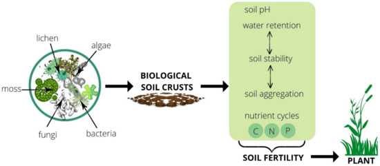 Soil–Plant–Microbe Interactions Determine Soil Biological Fertility by Altering Rhizospheric ...