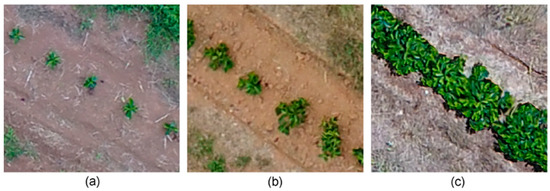 Identification and Counting of Coffee Trees Based on Convolutional ...