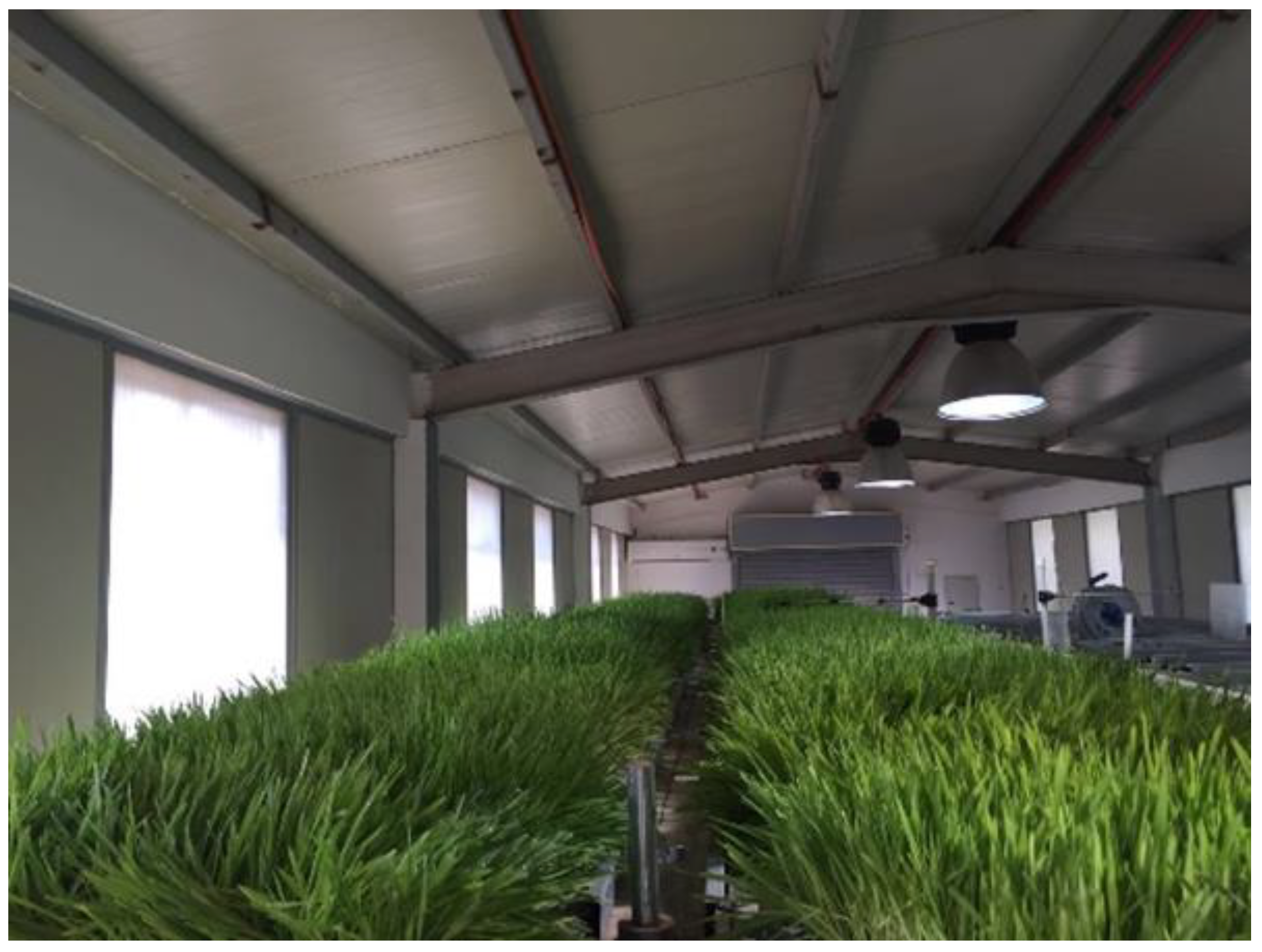 Water Use Efficiency and Economic Evaluation of the Hydroponic versus ...