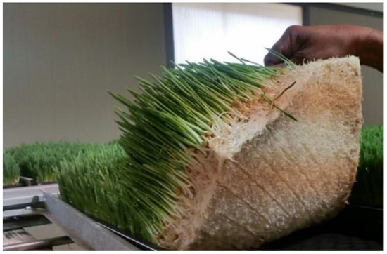 Water Use Efficiency and Economic Evaluation of the Hydroponic versus ...