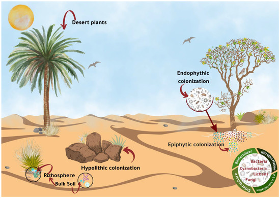 Desert Bacteria