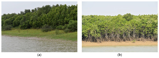 Participatory Stakeholder Assessment for Drivers of Mangrove Loss to ...