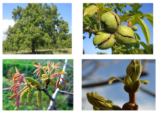 Organic Walnut Cultivation in Intensive and Super-Intensive System ...