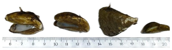 The Use of Zebra Mussel (Dreissena polymorpha) as a Sentinel Species ...
