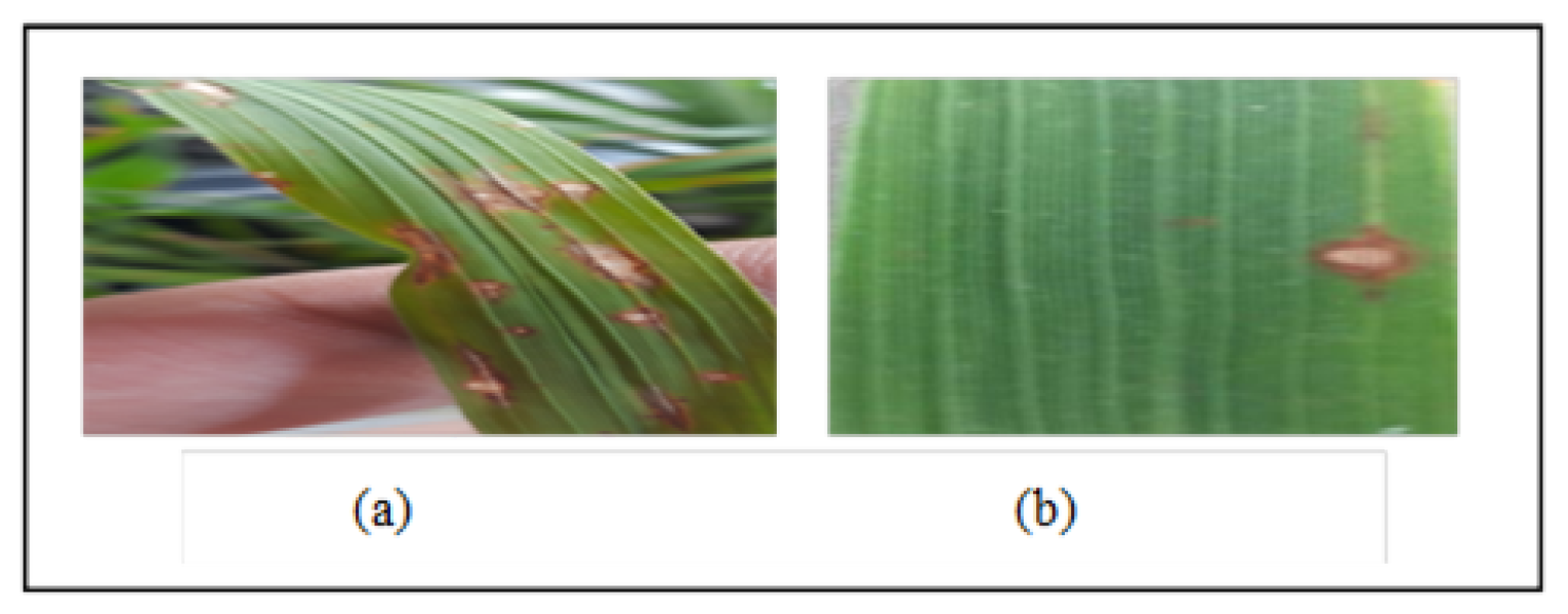 A Novel Hybrid Severity Prediction Model for Blast Paddy Disease Using Machine Learning
