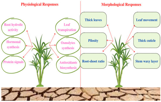 Sustainability | Free Full-Text | Overviewing Drought and Heat Stress Amelioration—From Plant ...