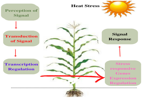 Sustainability | Free Full-Text | Overviewing Drought and Heat Stress Amelioration—From Plant ...