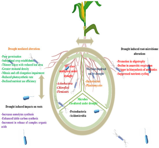 Sustainability | Free Full-Text | Overviewing Drought and Heat Stress Amelioration—From Plant ...