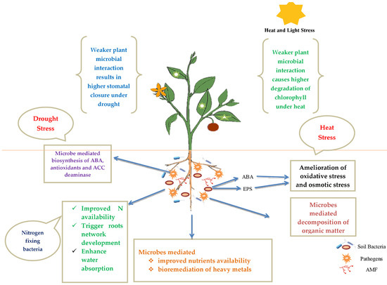 Sustainability | Free Full-Text | Overviewing Drought and Heat Stress Amelioration—From Plant ...