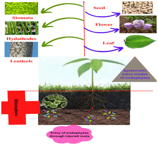 Sustainability | Free Full-Text | Overviewing Drought and Heat Stress Amelioration—From Plant ...