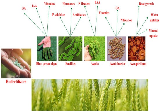 Sustainability | Free Full-Text | Overviewing Drought and Heat Stress Amelioration—From Plant ...