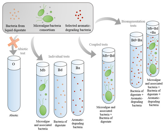 Impact of Bioaugmentation on the Bioremediation of Saline-Produced ...