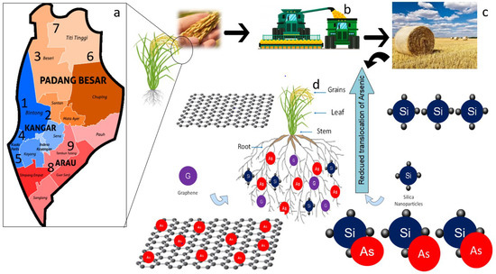 Controlling Arsenic Accumulation in Rice Grain under Nanomaterials ...
