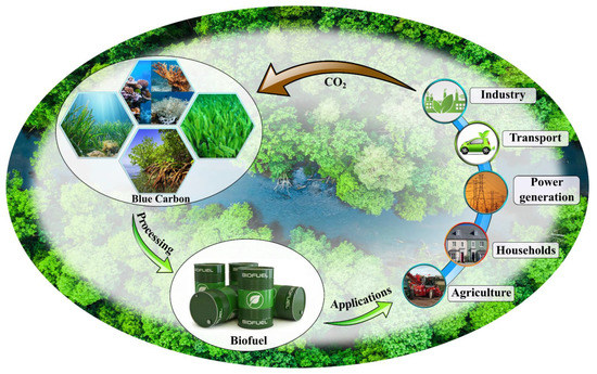 Sustainability | Free Full-Text | Importance of Blue Carbon in ...