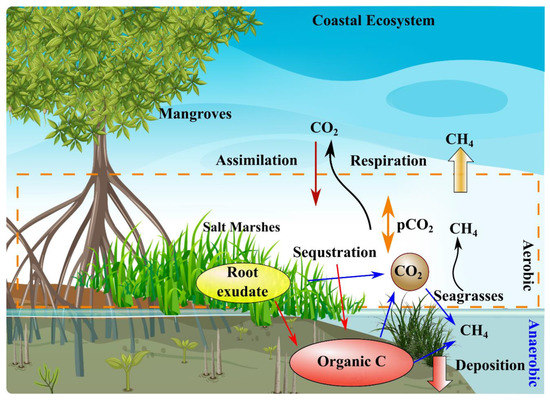 Sustainability | Free Full-Text | Importance of Blue Carbon in ...