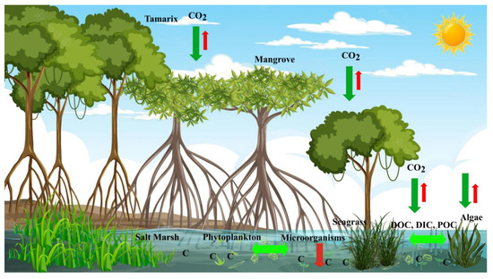 Sustainability | Free Full-Text | Importance of Blue Carbon in ...