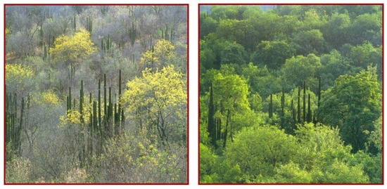 Tropical Dry Forest Restoration in an Era of Global Change: Ecological ...