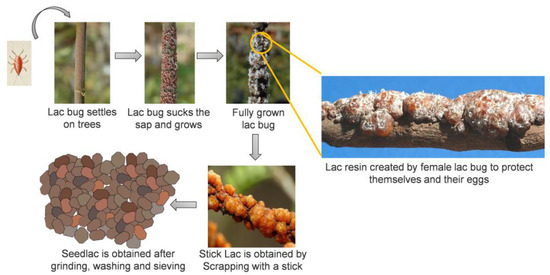 Shellac: From Isolation to Modification and Its Untapped Potential in ...