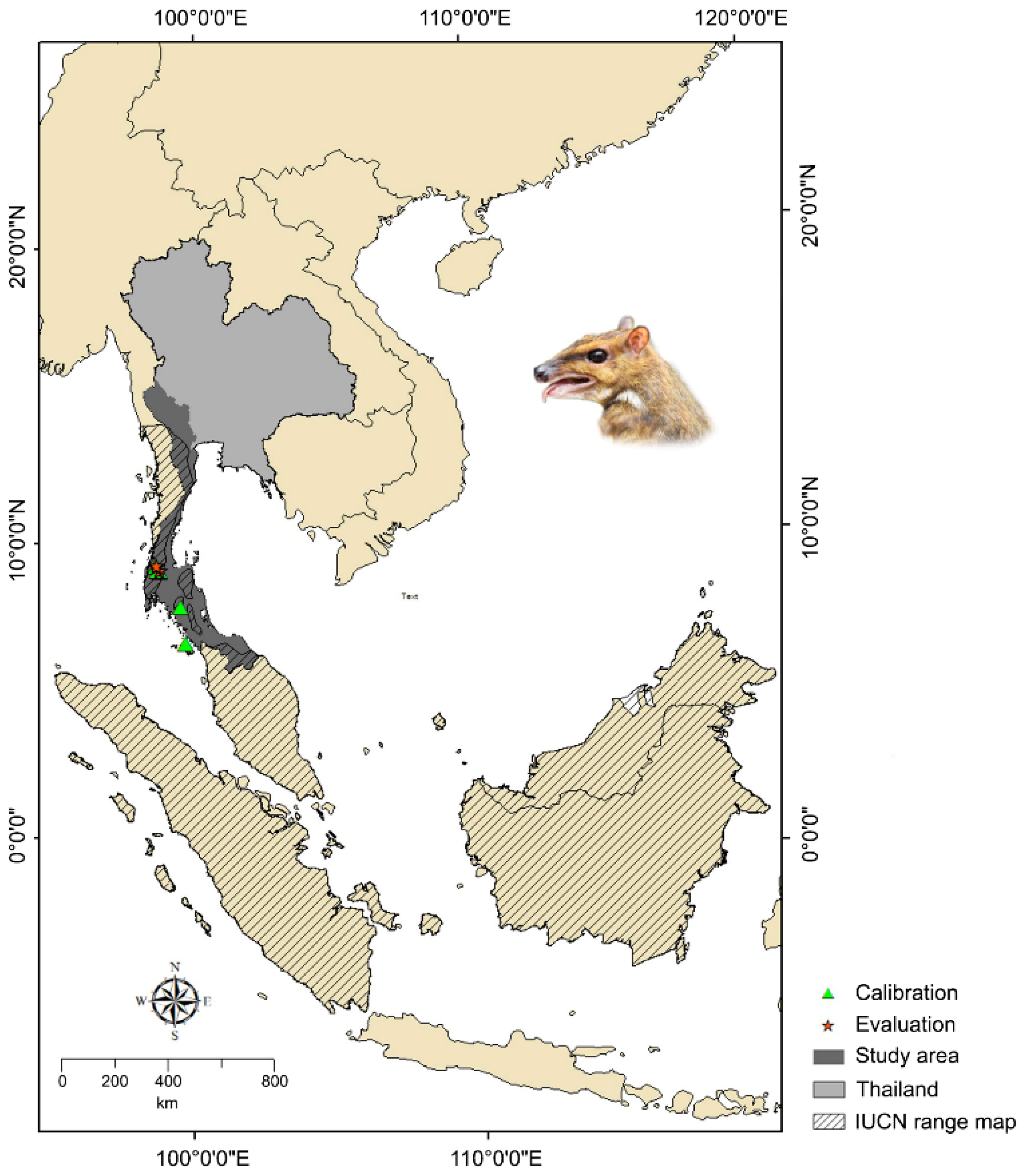 Genetic Monitoring of the Last Captive Population of Greater Mouse-Deer ...
